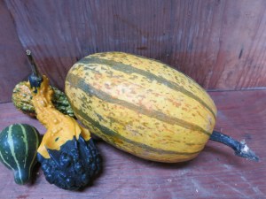 CSA 2015 – Final Week!