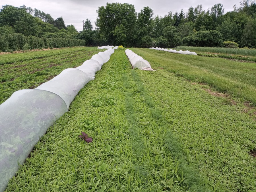 | Keep updated on all that is happening around Thiessen Farms!